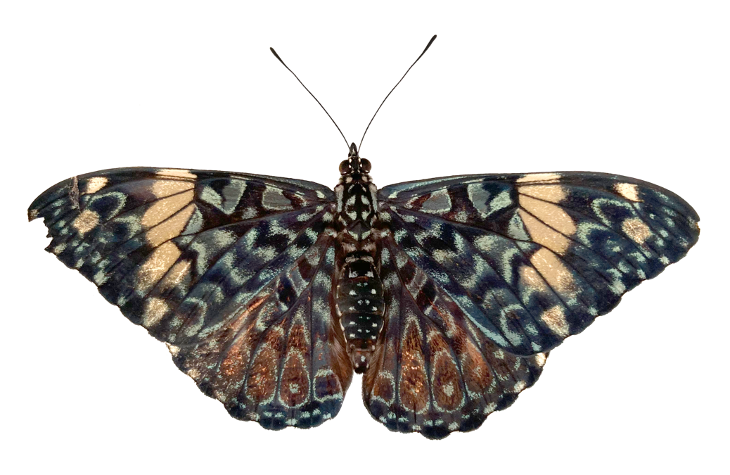 Modern HTTP Client with Python: HTTPX · Learning blog